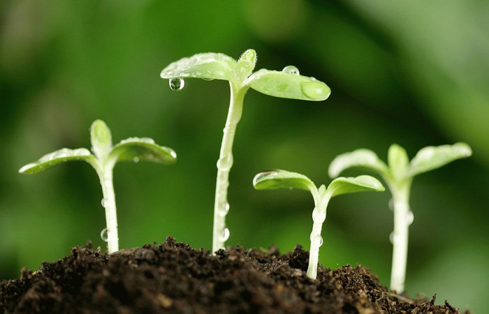 Green Shoots Seen for Bitcoin and Ethereum Green Shoots Seen for Bitcoin and Ethereum